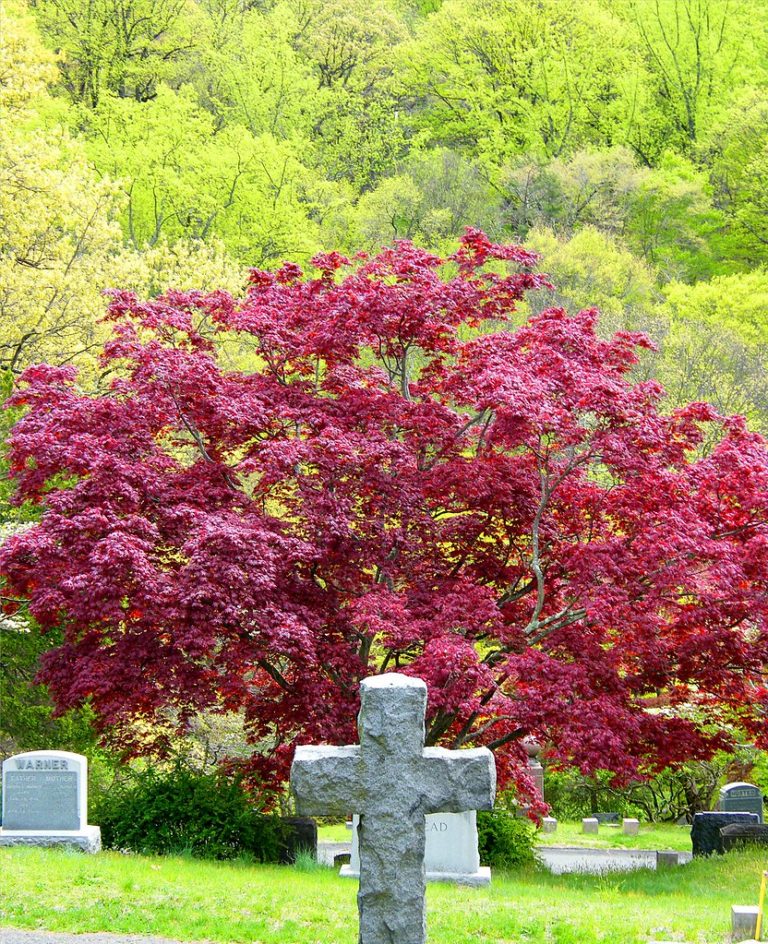 Cross with Red Tree - Roberta Grimes