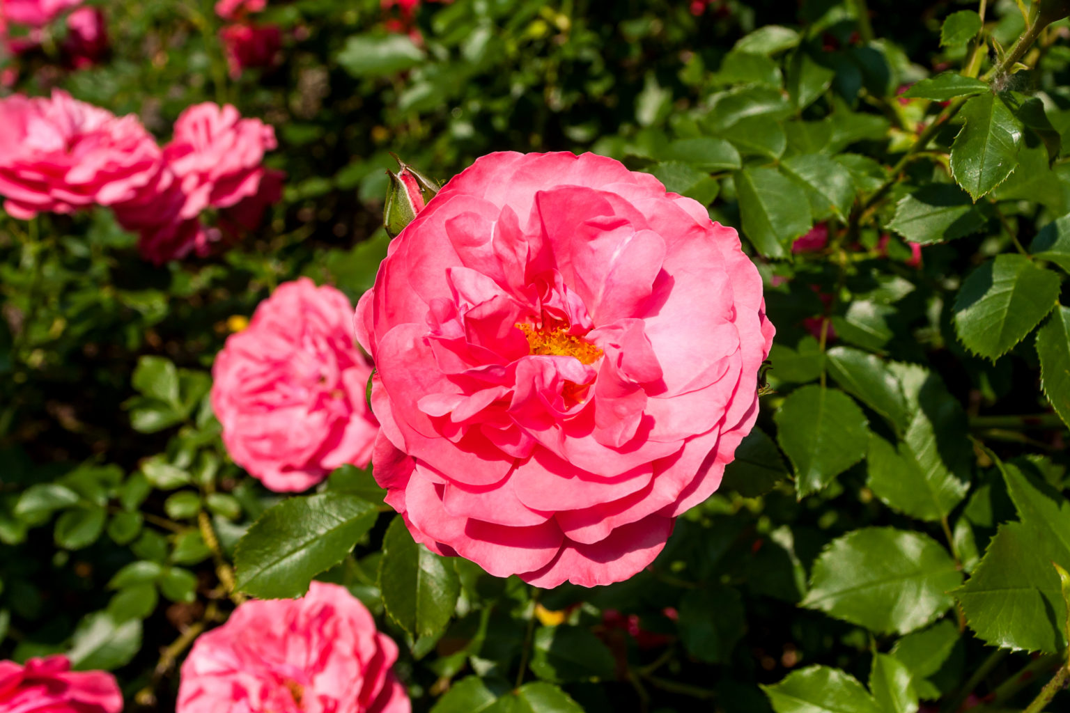 Pink rose garden - Roberta Grimes